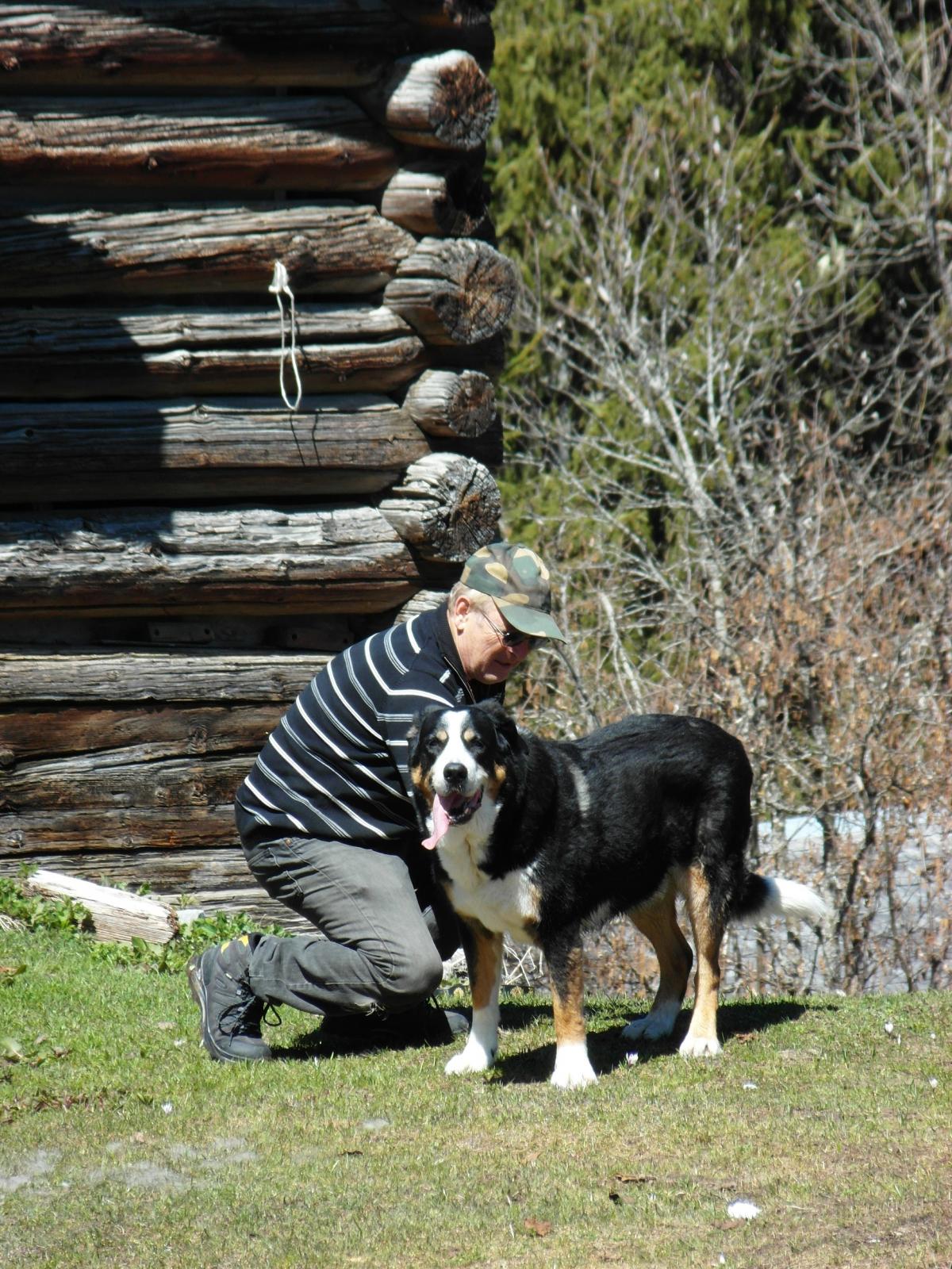 Uncontrolled dogs - Page 5 - General Chat - Manx Forums - A Discussion ...