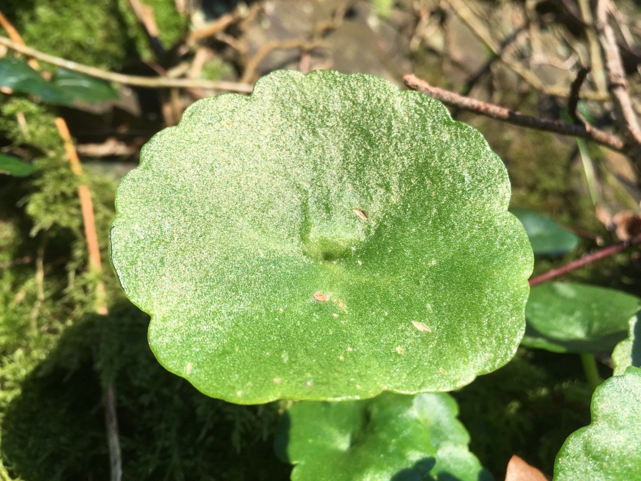 Calling all hedge witches (and wizards)... - General Chat - Manx Forums ...