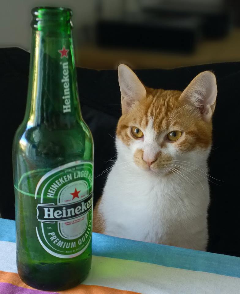 chat biere - Albums convertis - Forum Auto