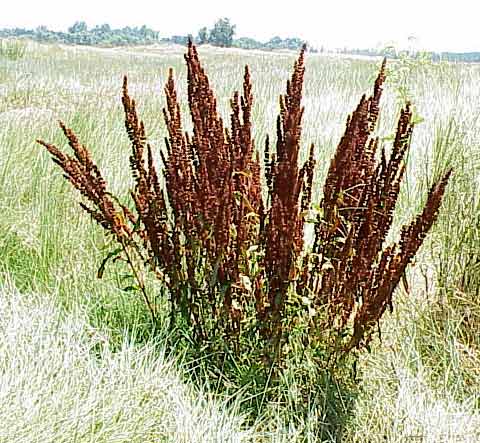 Weeds, weeds and more weeds! - Scenery, Structures & Transport - RMweb