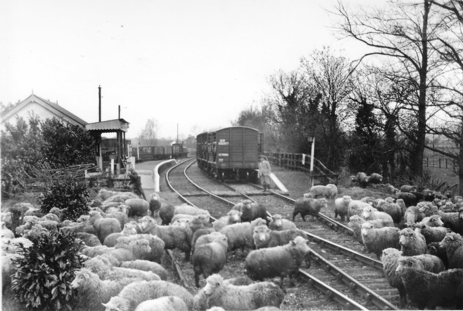 Sheep, and Wool, how were they moved by rail in the UK ? - Page 2 - UK ...