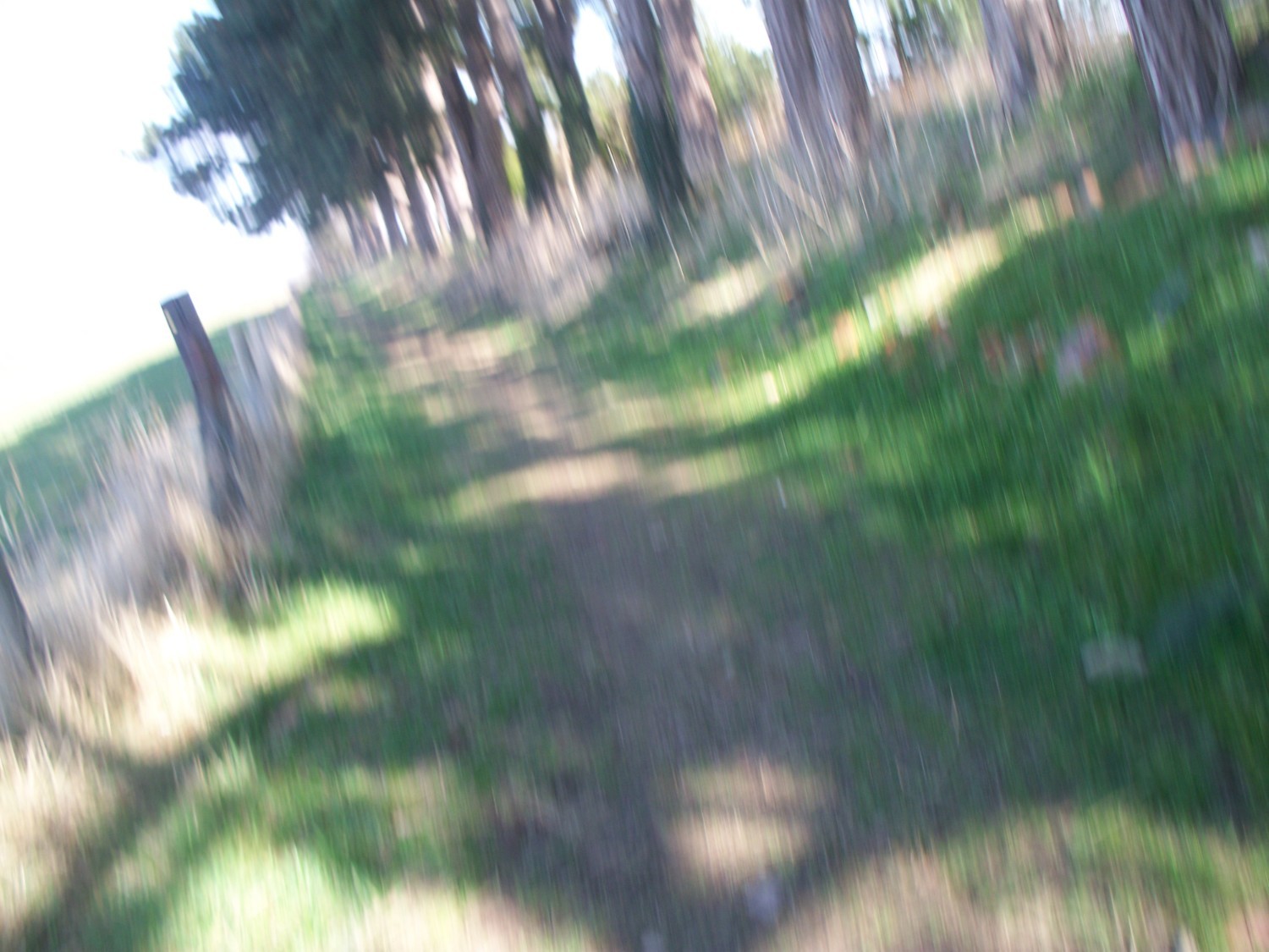 The Out Of Focus And Grainy Photo Thread (with bad framing) - Page 13 ...