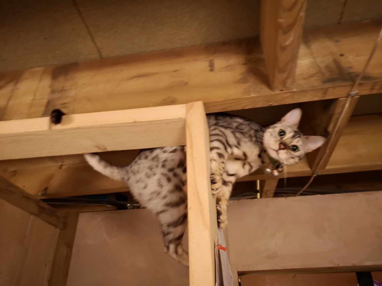 On Cats - Page 257 - Wheeltappers - RMweb